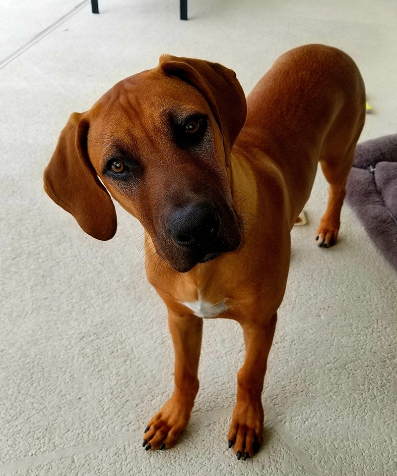 AAA Pet Travel - Photo Contest