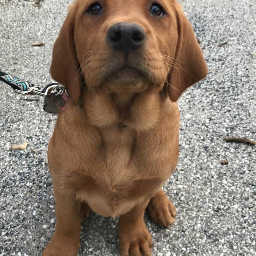 AAA Pet Travel - Photo Contest