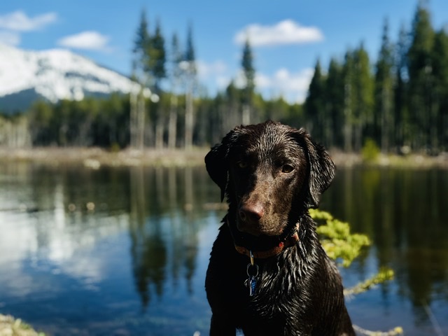 AAA Pet Travel - Photo Contest