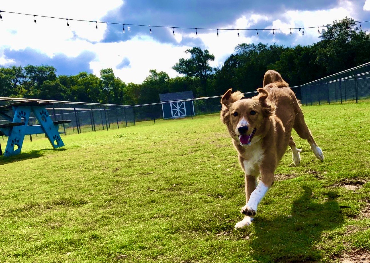 AAA Pet Travel - Photo Contest