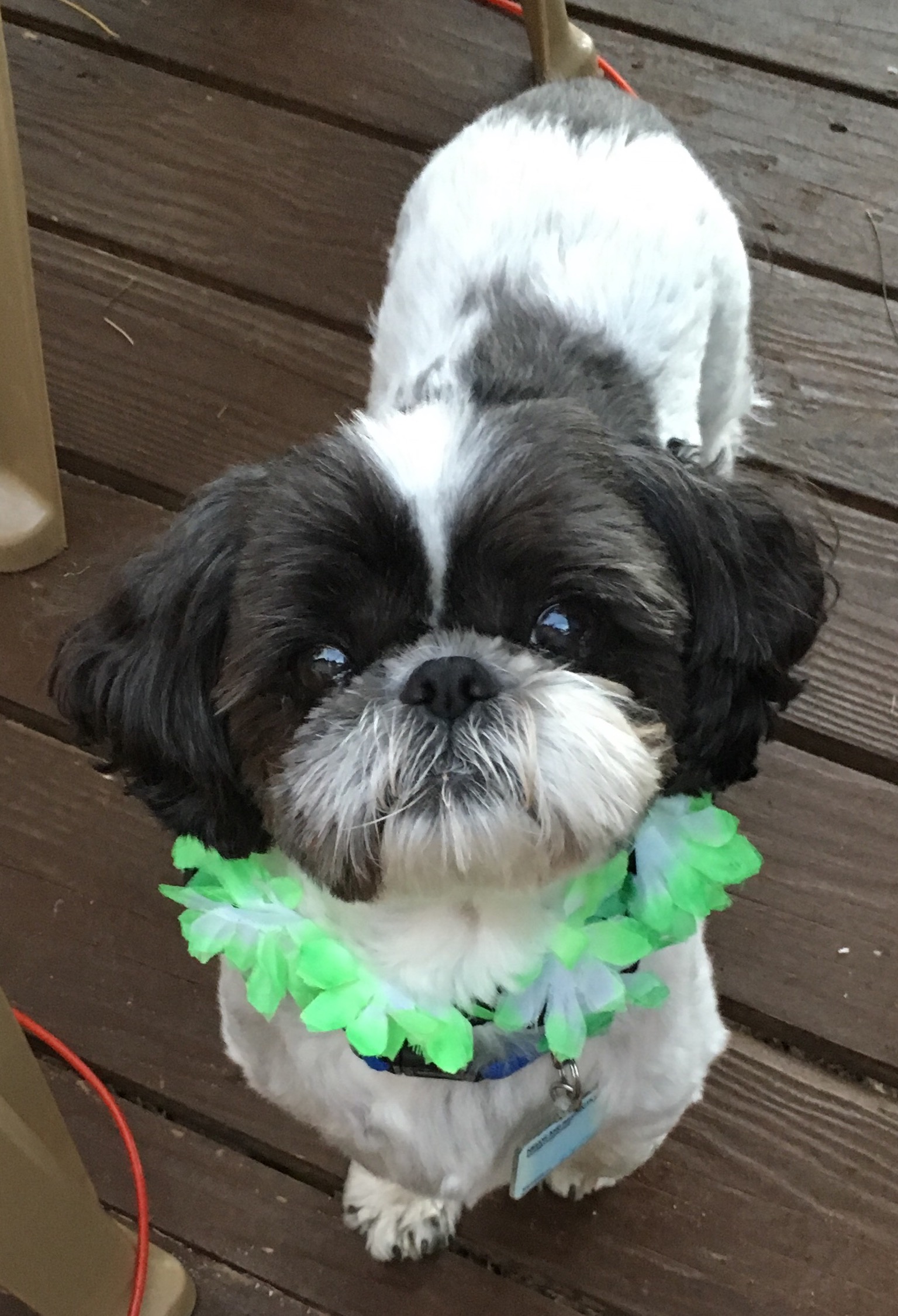 AAA Pet Travel - Photo Contest