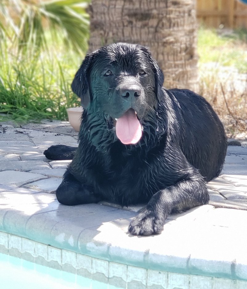 AAA Pet Travel - Photo Contest