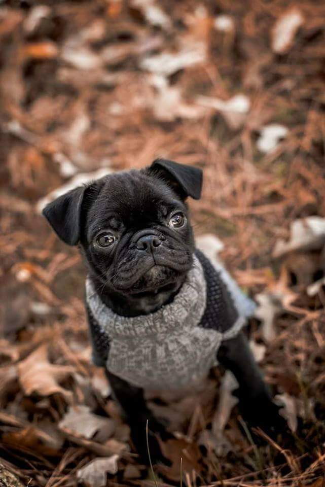 AAA Pet Travel - Photo Contest