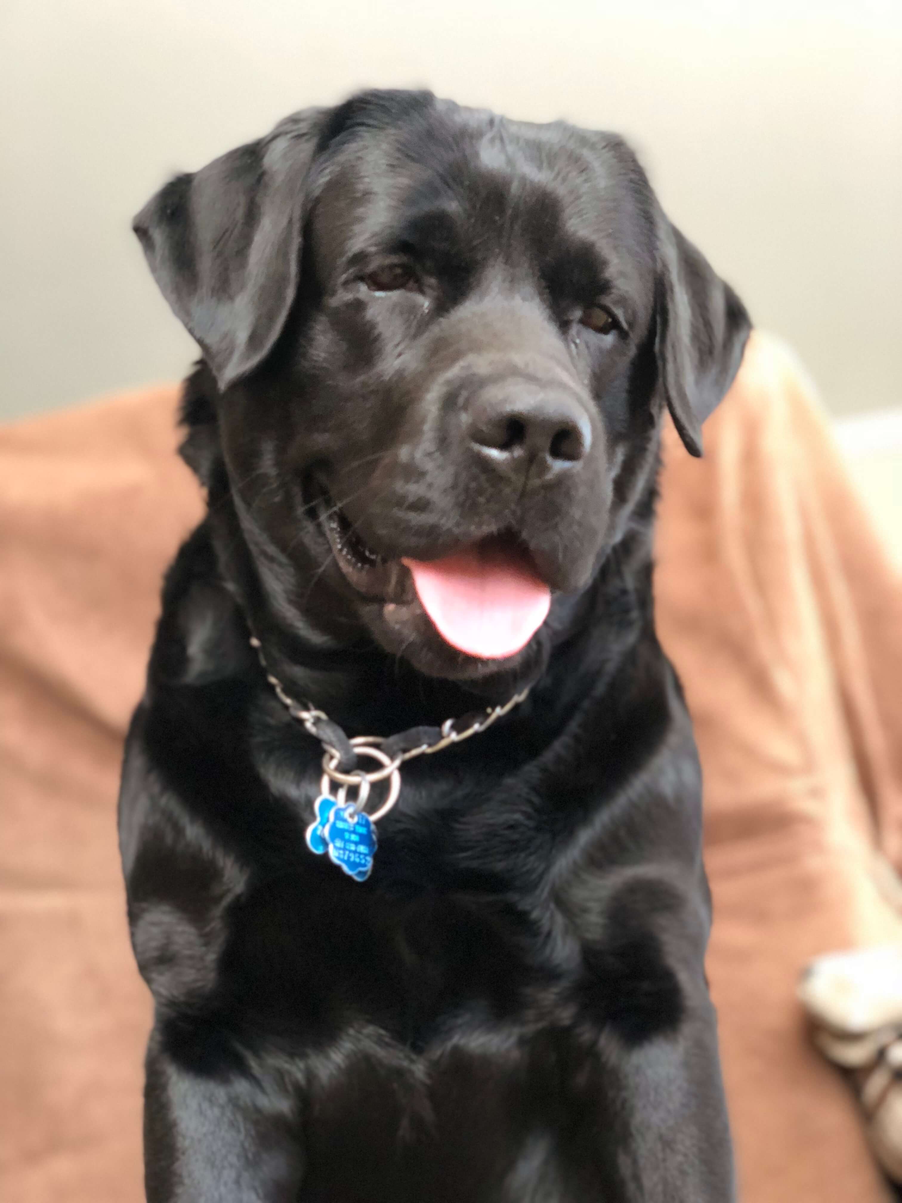 AAA Pet Travel - Photo Contest