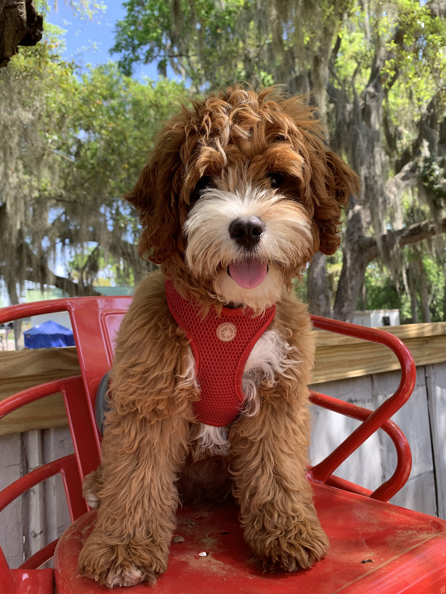 AAA Pet Travel - Photo Contest