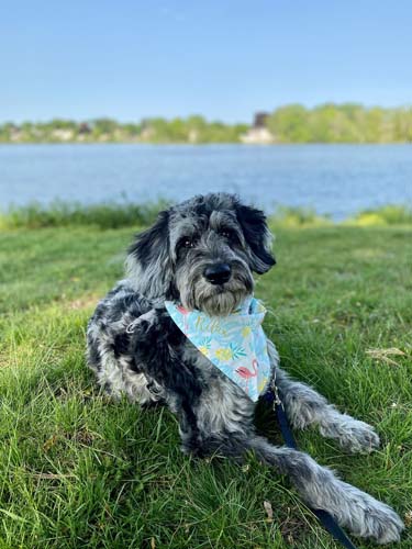 AAA Pet Travel - Photo Contest