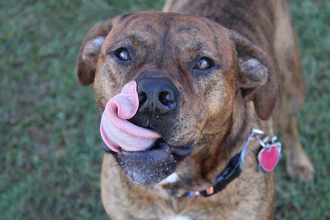 AAA Pet Travel - Photo Contest