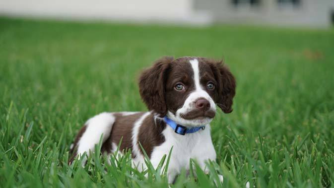 AAA Pet Travel - Photo Contest