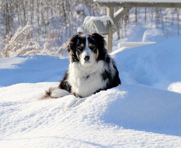 AAA Pet Travel - Photo Contest